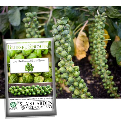 Long Island Improved Brussels Sprout Seeds for Planting, 200+ Heirloom Seeds Per Packet, (Isla's Garden Seeds), Non GMO Seeds, Botanical Name: Brassica oleracea, Isla's Garden Seeds