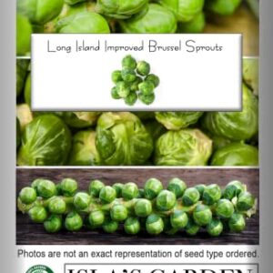 Long Island Improved Brussels Sprout Seeds for Planting, 200+ Heirloom Seeds Per Packet, (Isla's Garden Seeds), Non GMO Seeds, Botanical Name: Brassica oleracea, Isla's Garden Seeds