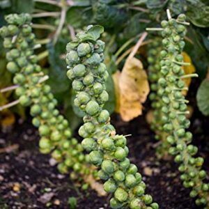 Long Island Improved Brussels Sprout Seeds for Planting, 200+ Heirloom Seeds Per Packet, (Isla's Garden Seeds), Non GMO Seeds, Botanical Name: Brassica oleracea, Isla's Garden Seeds