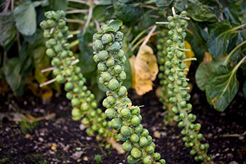 Long Island Improved Brussels Sprout Seeds for Planting, 200+ Heirloom Seeds Per Packet, (Isla's Garden Seeds), Non GMO Seeds, Botanical Name: Brassica oleracea, Isla's Garden Seeds