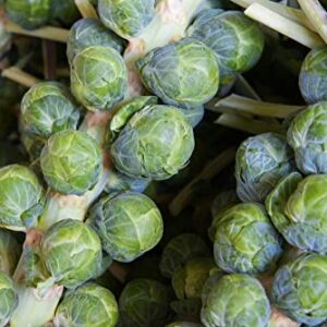 Long Island Improved Brussels Sprout Seeds for Planting, 200+ Heirloom Seeds Per Packet, (Isla's Garden Seeds), Non GMO Seeds, Botanical Name: Brassica oleracea, Isla's Garden Seeds