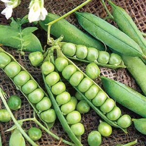 25 little marvel pea seeds for planting heirloom non gmo 5+ grams garden vegetable bulk survival