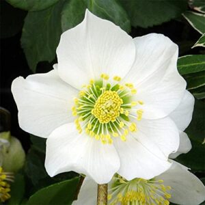 qauzuy garden 20+ seeds lenten christmas rose seeds black hellebore (helleborus niger) seeds- perennial evergreen winter flower – easy to grow