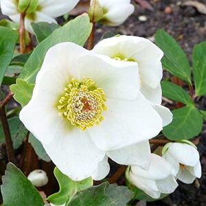 QAUZUY GARDEN 20+ Seeds Lenten Christmas Rose Seeds Black Hellebore (Helleborus Niger) Seeds- Perennial Evergreen Winter Flower - Easy to Grow