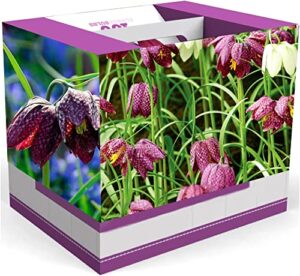 5 fritillaria meleagris checkered lily tubers, ornament garden, can grow in pot