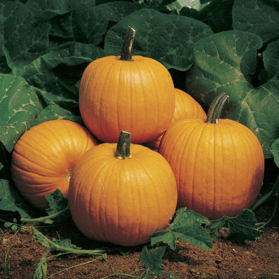 Howden's Field Pumpkin Seeds for Planting, 20+ Heirloom Seeds Per Packet, (Isla's Garden Seeds), Non GMO Seeds, Botanical Name: Cucurbita Pepo, Great Home Garden Gift