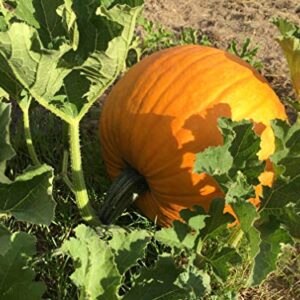 Howden's Field Pumpkin Seeds for Planting, 20+ Heirloom Seeds Per Packet, (Isla's Garden Seeds), Non GMO Seeds, Botanical Name: Cucurbita Pepo, Great Home Garden Gift