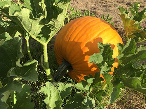 Howden's Field Pumpkin Seeds for Planting, 20+ Heirloom Seeds Per Packet, (Isla's Garden Seeds), Non GMO Seeds, Botanical Name: Cucurbita Pepo, Great Home Garden Gift