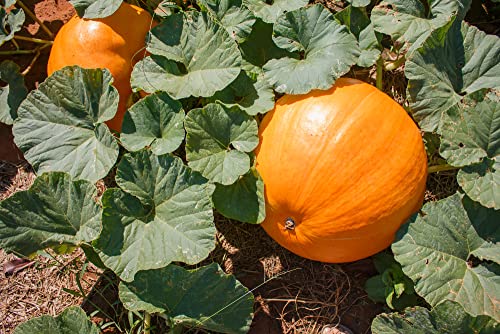 Howden's Field Pumpkin Seeds for Planting, 20+ Heirloom Seeds Per Packet, (Isla's Garden Seeds), Non GMO Seeds, Botanical Name: Cucurbita Pepo, Great Home Garden Gift