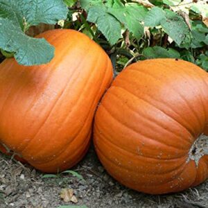 Howden's Field Pumpkin Seeds for Planting, 20+ Heirloom Seeds Per Packet, (Isla's Garden Seeds), Non GMO Seeds, Botanical Name: Cucurbita Pepo, Great Home Garden Gift