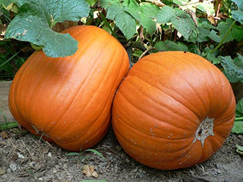 Howden's Field Pumpkin Seeds for Planting, 20+ Heirloom Seeds Per Packet, (Isla's Garden Seeds), Non GMO Seeds, Botanical Name: Cucurbita Pepo, Great Home Garden Gift