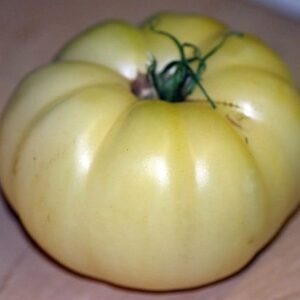 White Wonder Beefsteak Tomato Unique Heirloom! #221 (85 Seeds, or 1/4 Gram)