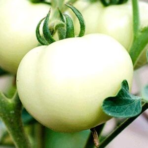 White Wonder Beefsteak Tomato Unique Heirloom! #221 (85 Seeds, or 1/4 Gram)