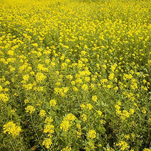 Outsidepride White Mustard Cover Crop & Forage Plant Seed - 5 LBS