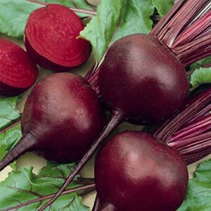 organic detroit dark red beet garden seeds – 3 g packet ~125 seeds – non-gmo, heirloom seed for growing microgreens, vegetable gardening