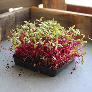 Organic Detroit Dark Red Beet Garden Seeds - 3 g Packet ~125 Seeds - Non-GMO, Heirloom Seed for Growing Microgreens, Vegetable Gardening