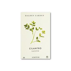 Halden Garden Cilantro 'Santo' Coriandrum sativum