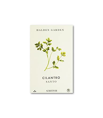 Halden Garden Cilantro 'Santo' Coriandrum sativum