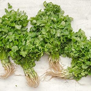 Halden Garden Cilantro 'Santo' Coriandrum sativum