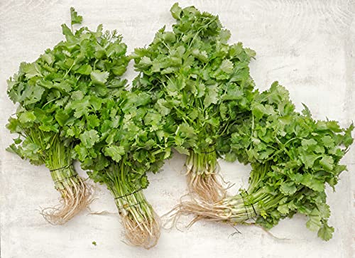 Halden Garden Cilantro 'Santo' Coriandrum sativum