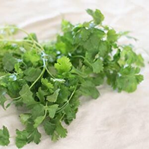 Halden Garden Cilantro 'Santo' Coriandrum sativum