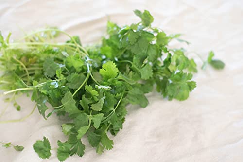 Halden Garden Cilantro 'Santo' Coriandrum sativum