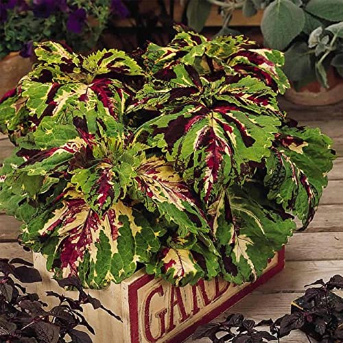 CHUXAY GARDEN Wizard Mosaic Coleus-Painted Nettle 500 Seeds Showy Accent Plant Easily Grow