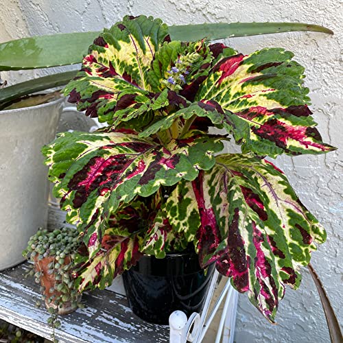 CHUXAY GARDEN Wizard Mosaic Coleus-Painted Nettle 500 Seeds Showy Accent Plant Easily Grow