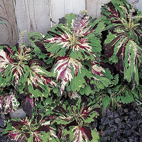 CHUXAY GARDEN Wizard Mosaic Coleus-Painted Nettle 500 Seeds Showy Accent Plant Easily Grow