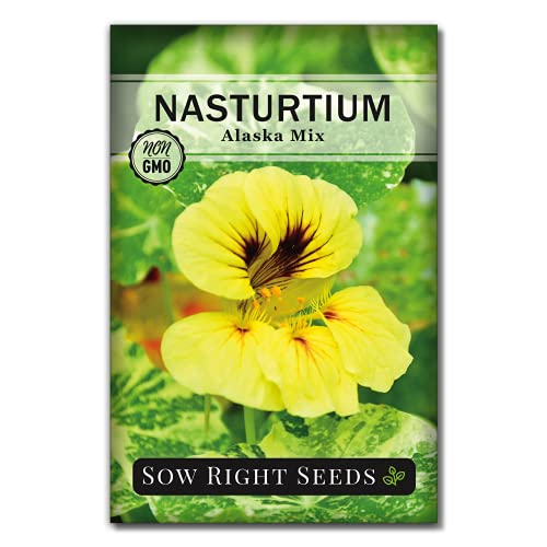 Sow Right Seeds - Edible Flower Seed Collection for Planting - Individual Packets Nasturtium Alaska, Pansy, Lavender, German Chamomile, and Borage, Non-GMO Heirloom Seed to Grow a Tasty Flower Garden