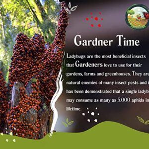 Gardner Time 3000 Live Ladybugs - Good Bugs for Garden - Ladybugs - Guaranteed Live Delivery