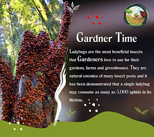 Gardner Time 3000 Live Ladybugs - Good Bugs for Garden - Ladybugs - Guaranteed Live Delivery