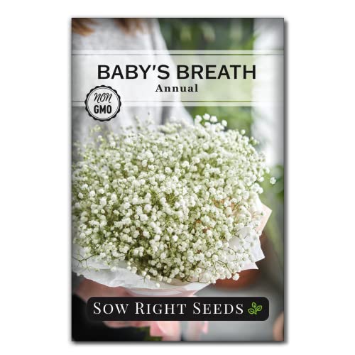 Sow Right Seeds - Annual Baby’s Breath Flower Seeds for Planting - Beautiful White Flowers to Plant in Your Home Garden - Non-GMO Heirloom Seeds - Lovely Fresh and Dried Cut Flower - Great Gift