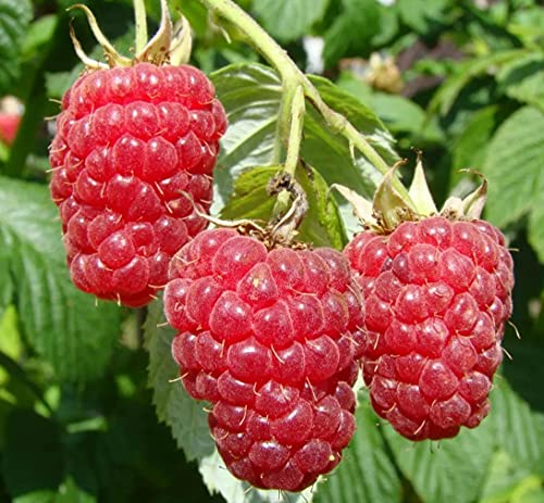 2000+ Red Raspberry Seeds for Planting