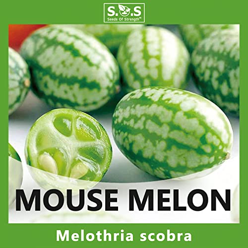 5 Variety Melon Fruit Seeds Packets - Crimson Watermelon, Green Honeydew Melon, Melothria scabra, Cantaloupe and Yellow Watermelon for Your Fruit Garden W/Gift Box Planting Instructions