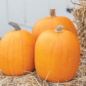 Burpee 51375A Jack O' Lantern Pumpkin Seeds 100 seeds