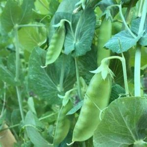 30 mammoth melting sugar pod pea seeds for planting heirloom non gmo 7 grams of seeds snow pea garden vegetable bulk survival