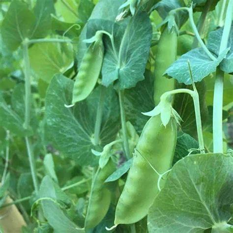 30 Mammoth Melting Sugar Pod Pea Seeds for Planting Heirloom Non GMO 7 Grams of Seeds Snow Pea Garden Vegetable Bulk Survival