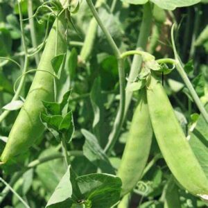 30 Mammoth Melting Sugar Pod Pea Seeds for Planting Heirloom Non GMO 7 Grams of Seeds Snow Pea Garden Vegetable Bulk Survival