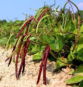 david’s garden seeds southern pea (cowpea) pinkeye purplehull fba-0004 (purple) 100 non-gmo, heirloom seeds