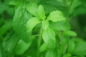 100+ stevia rebaudiana sweetleaf seeds rare edible heirloom sugar garden plant