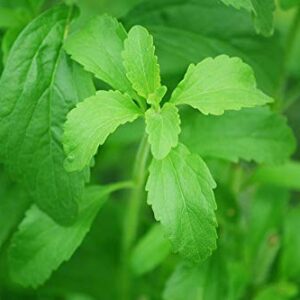 100+ Stevia Rebaudiana Sweetleaf Seeds Rare Edible Heirloom Sugar Garden Plant