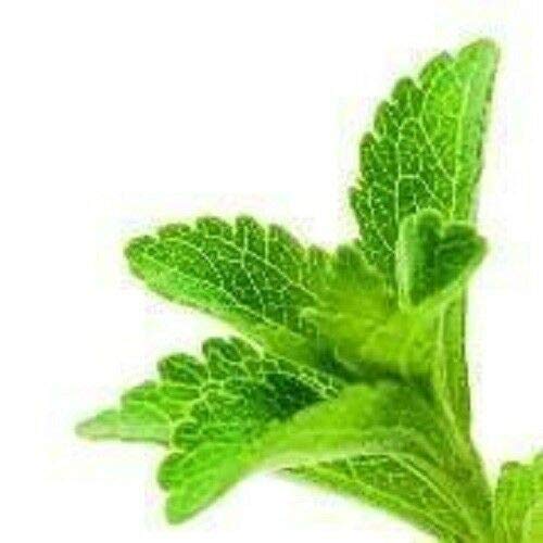 100+ Stevia Rebaudiana Sweetleaf Seeds Rare Edible Heirloom Sugar Garden Plant