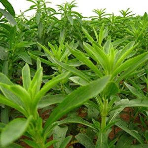 100+ Stevia Rebaudiana Sweetleaf Seeds Rare Edible Heirloom Sugar Garden Plant