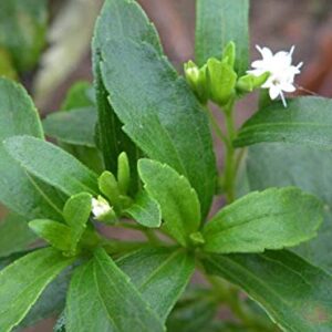 100+ Stevia Rebaudiana Sweetleaf Seeds Rare Edible Heirloom Sugar Garden Plant