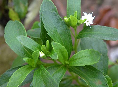 100+ Stevia Rebaudiana Sweetleaf Seeds Rare Edible Heirloom Sugar Garden Plant