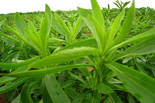 100+ Stevia Rebaudiana Sweetleaf Seeds Rare Edible Heirloom Sugar Garden Plant