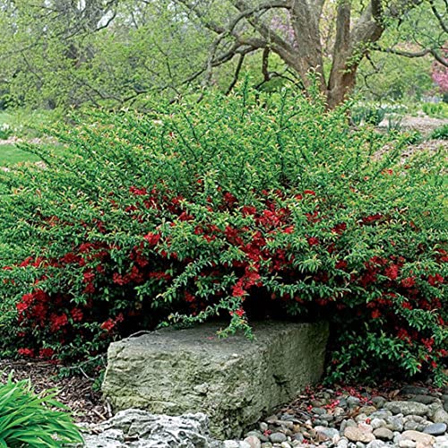 CHUXAY GARDEN Chaenomeles Speciosa-Flowering Quince,Chinese Quince,Zhou Pi Mugua 10 Seeds Striking Landscaping Plant