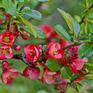 CHUXAY GARDEN Chaenomeles Speciosa-Flowering Quince,Chinese Quince,Zhou Pi Mugua 10 Seeds Striking Landscaping Plant