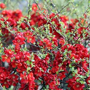 CHUXAY GARDEN Chaenomeles Speciosa-Flowering Quince,Chinese Quince,Zhou Pi Mugua 10 Seeds Striking Landscaping Plant